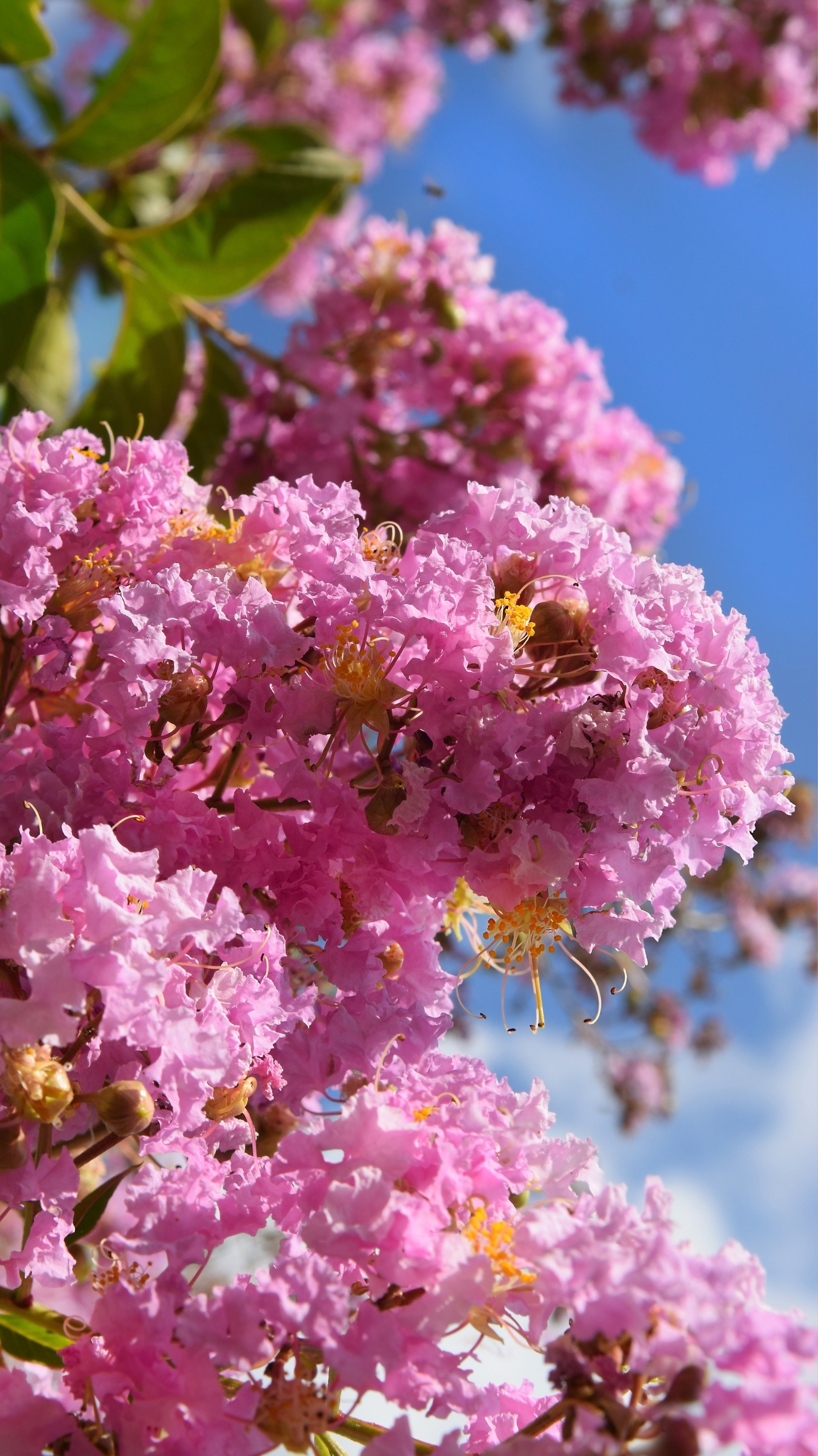 Lagerstroemia Petite Red - Vente en ligne Lilas des indes Meilland ...
