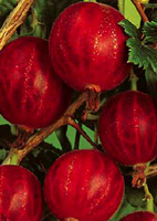 Groseillier à maquereau : conseils plantation, taille et entretien