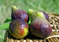 Figuier : conseils de plantation, taille et entretien