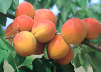 Abricotier : conseils de plantation, taille et entretien