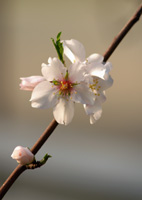 Amandier : conseils de plantation, taille et entretien