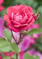 Culture des rosiers en bacs, balcons, terrasses