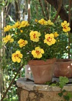 Culture des rosiers en bacs, balcons, terrasses