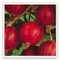 Groseillier à maquereau : conseils plantation, taille et entretien