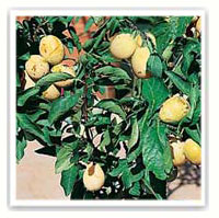 Prunier : conseils de plantation, taille et entretien