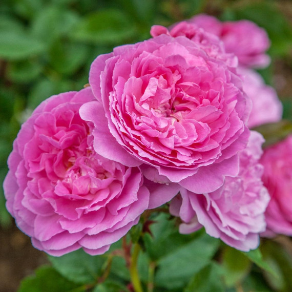 Rosiers | Meilland Richardier