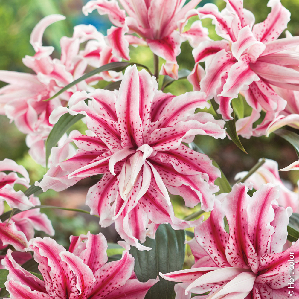 Rosiers, comment réussir une plantation en pot pour balcon ou terrasse