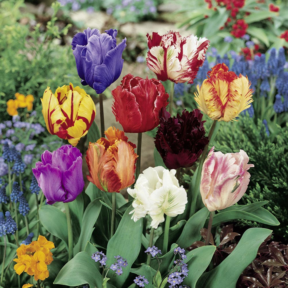 Grand choix de bulbes de tulipes Meilland Richardier