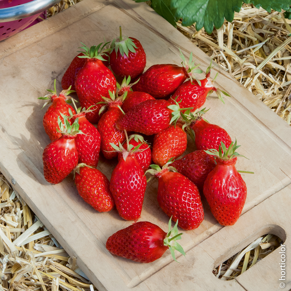 Jardinerie en ligne Meilland Richardier rosier bulbe vivace fruitier ...