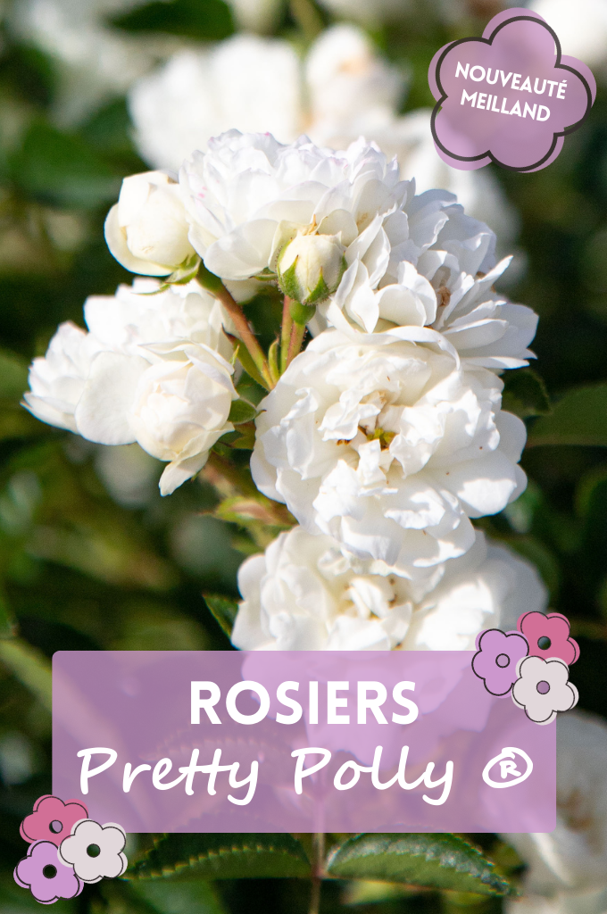 Mini-rosiers pour balconnières, pots, jardins | Rosiers - Meilland ...