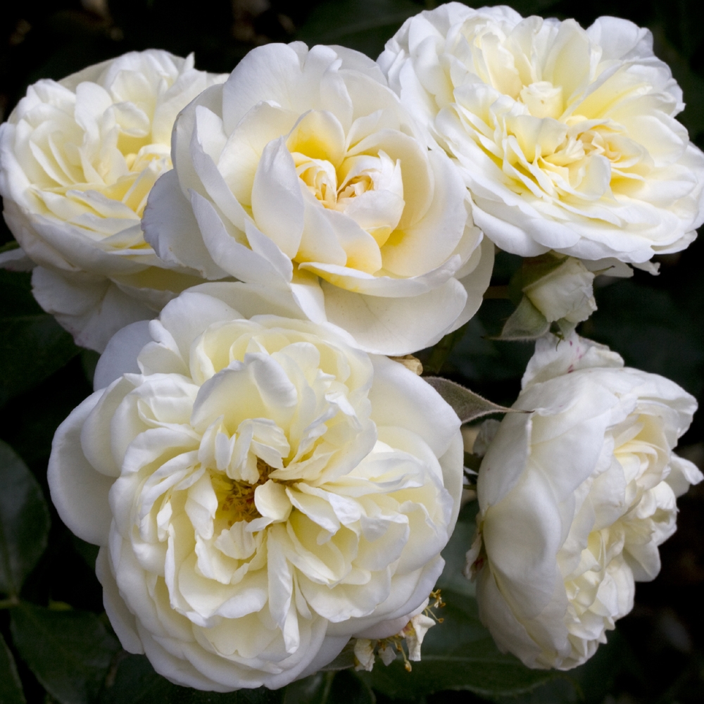 Rosier buisson Lady ROMANTICA ® Meiperette | Meilland Richardier