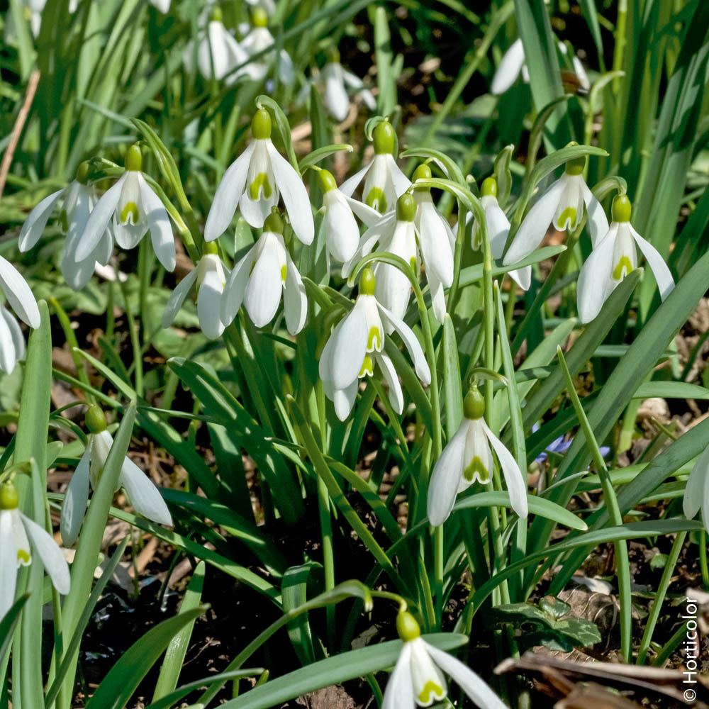 Perce-neige, galanthus nivalis | Fleurs à bulbes - Meilland Richardier