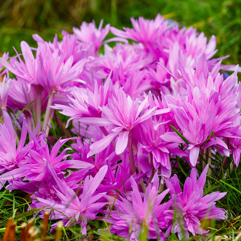 Colchique hybride double Waterlily | Fleurs à bulbes – Meilland Richardier