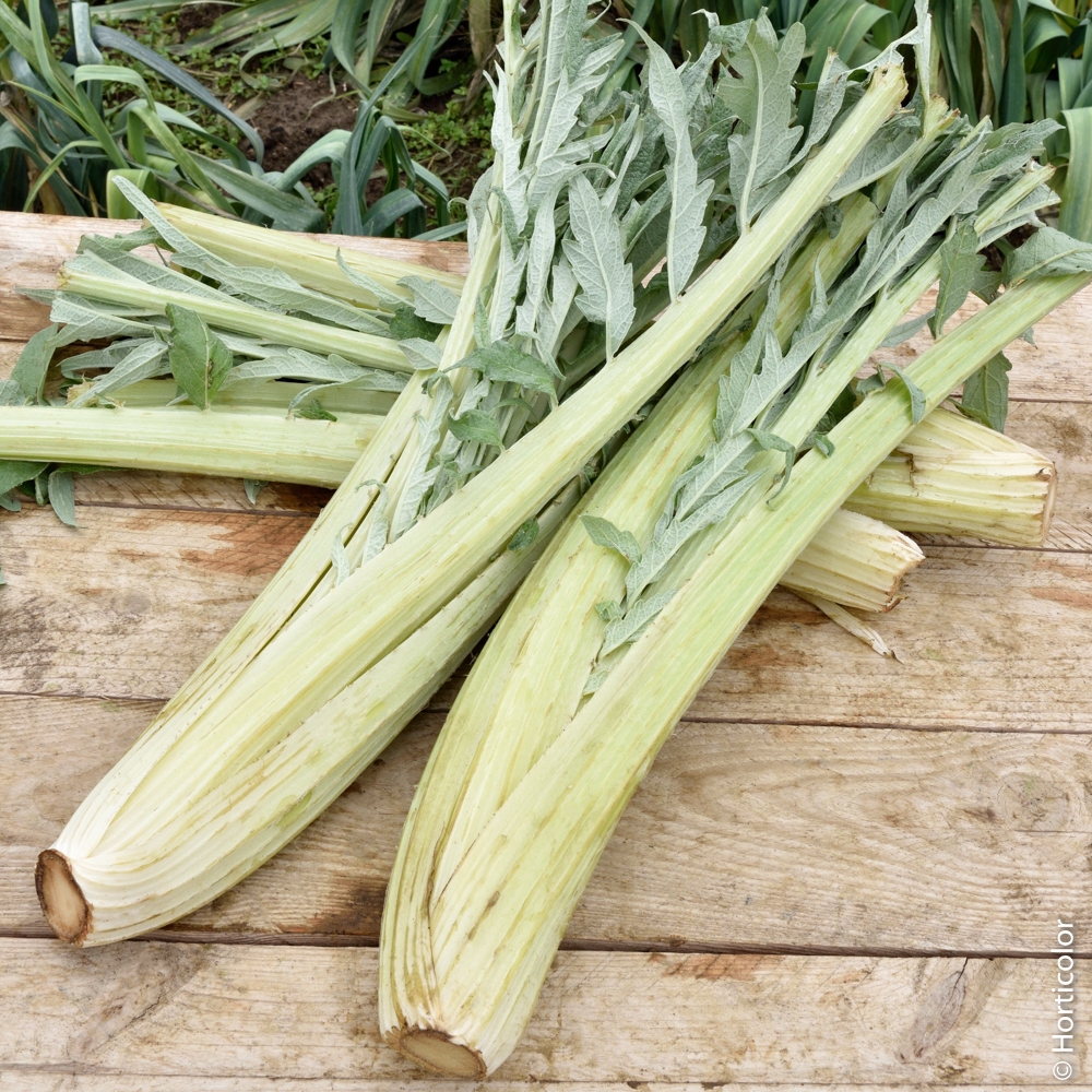 Graines de cardon Plein Blanc Inerme, potager Meilland Richardier