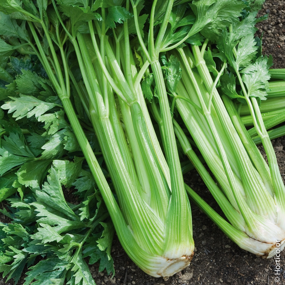 Graines de céleri branche d’Elne, potager Meilland Richardier