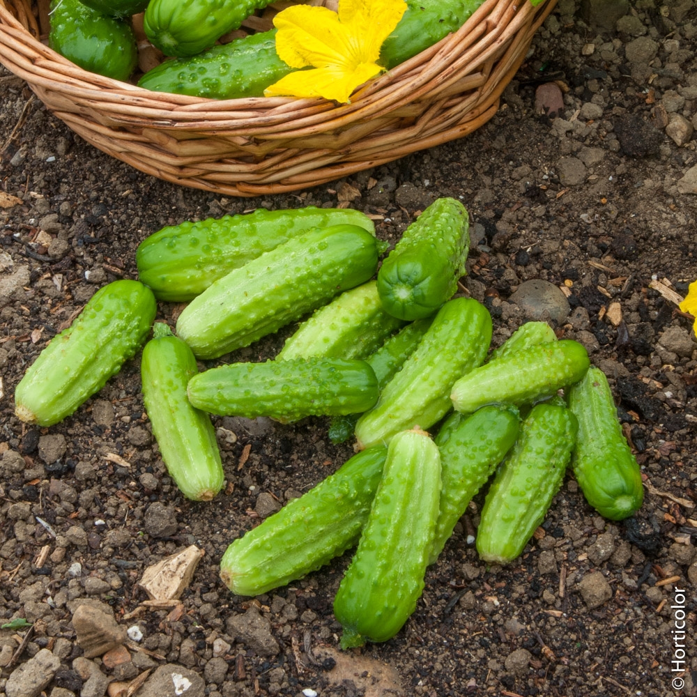 Graines de Cornichon Vert Petit de Paris, potager Meilland Richardier