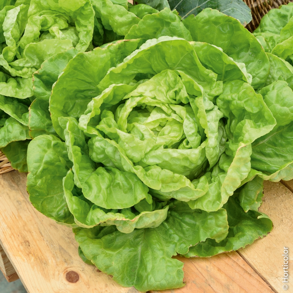 Graines de Laitue pommée Merveille d’Hiver, potager Meilland Richardier