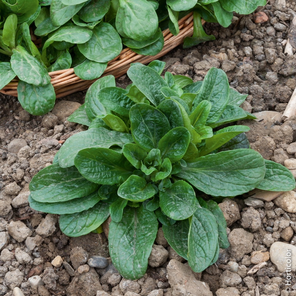Graines de Mâche Vit, le potager facile Meilland Richardier