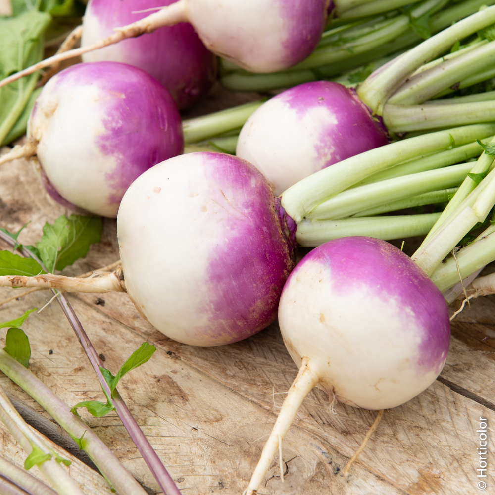 Navet légume Blanc Globe à Collet Violet | Graines - Meilland Richardier