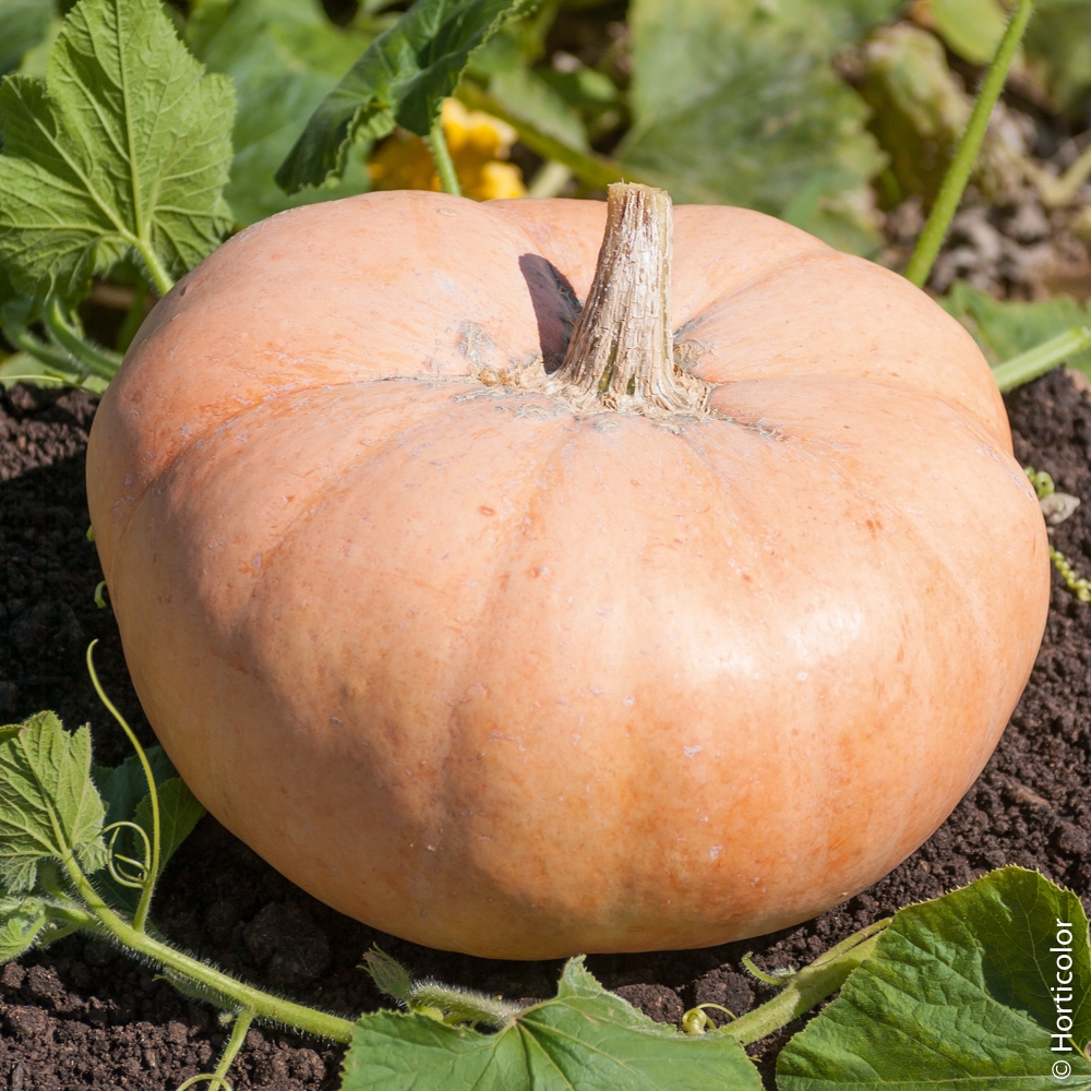 Graines de Potiron Jaune Gros de Paris, potager Meilland Richardier