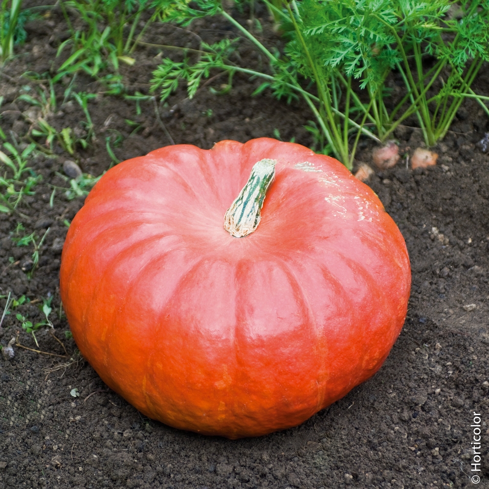 Graines de Potiron Rouge Vif d’Etampes, potager Meilland Richardier