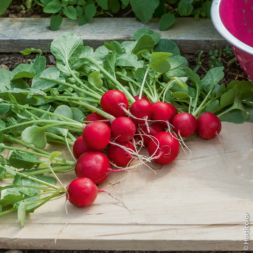 Graines de Radis Rond Ecarlate, potager facile Meilland Richardier