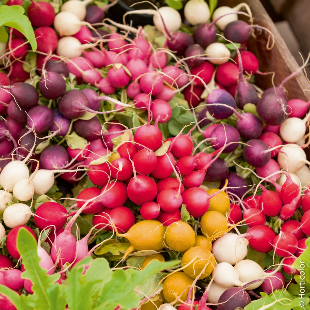Graines de Radis Rond en mélange, potager facile Meilland Richardier