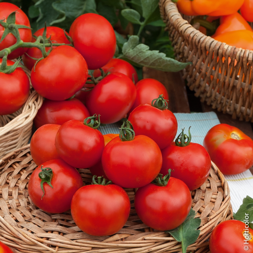 Tomate Fournaise HF1, graines potagères Meilland Richardier