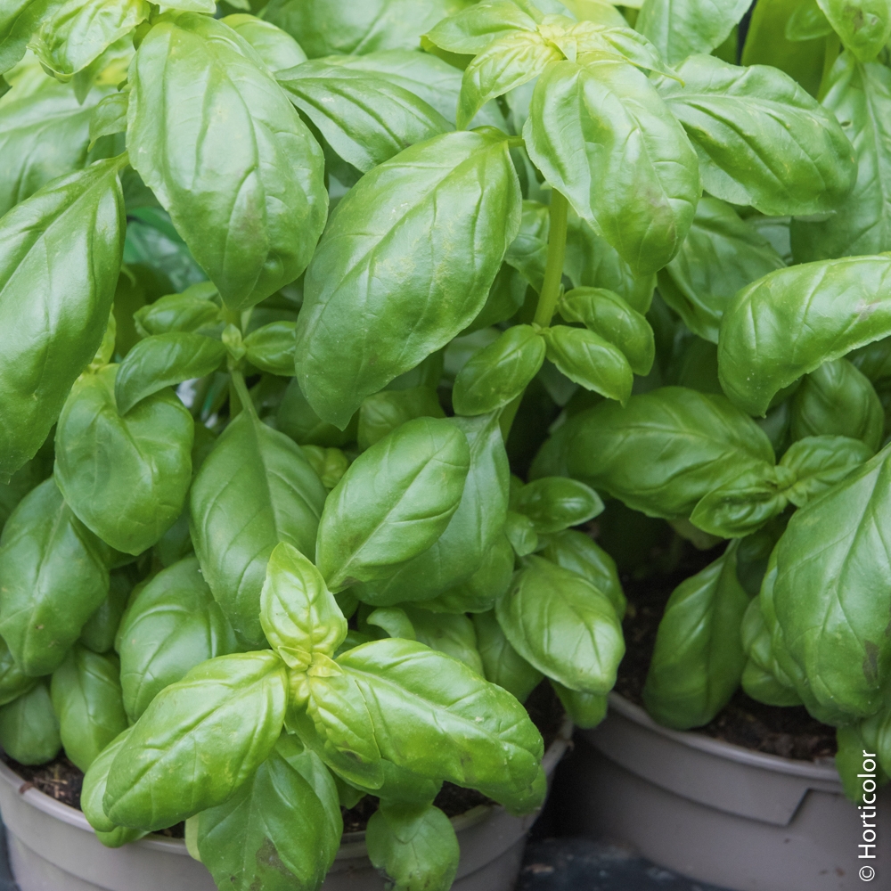 Basilic Grand Vert , aromatiques et condimentaires Meilland Richardier