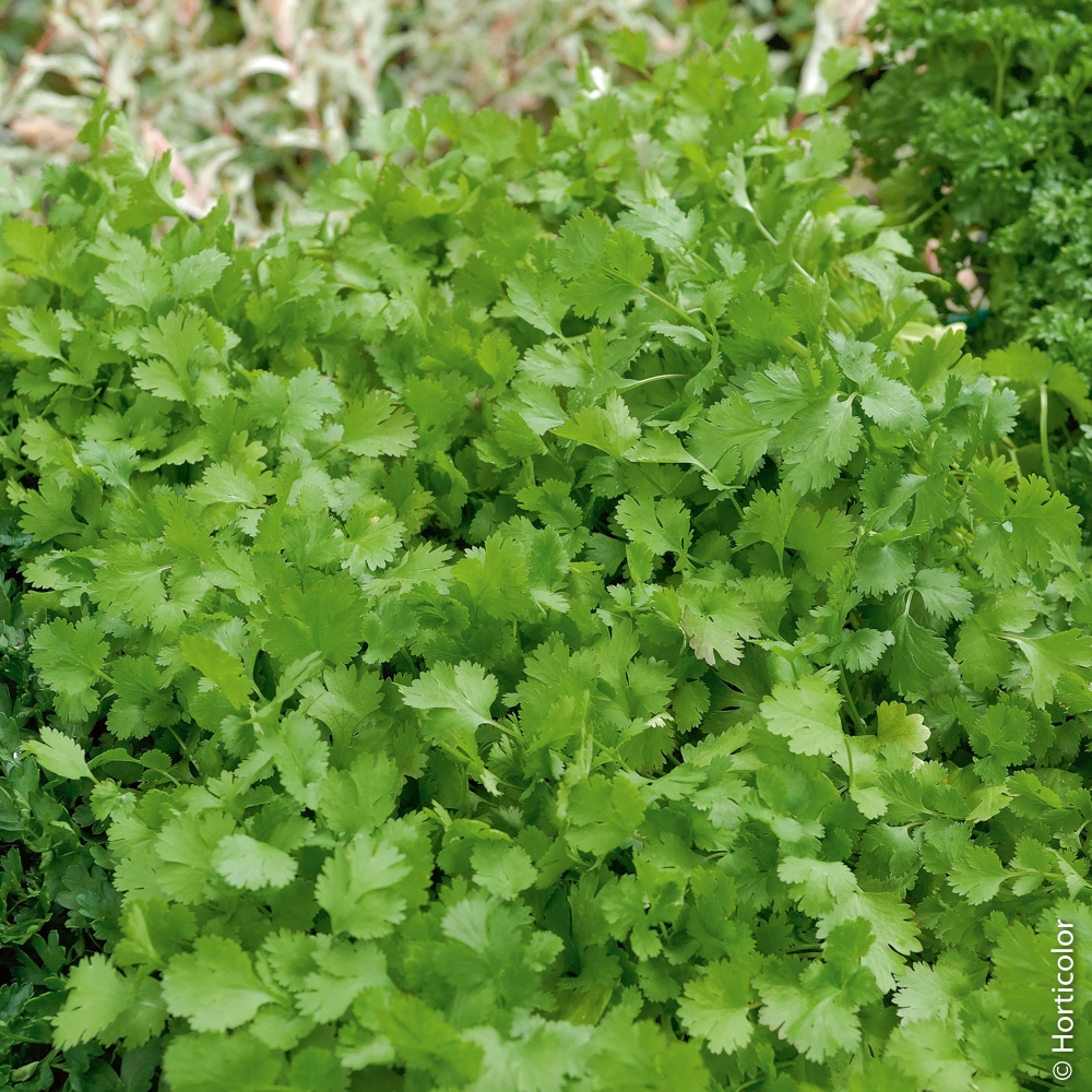 Coriandre Cultivée - Aromatiques et condimentaires Meilland Richardier