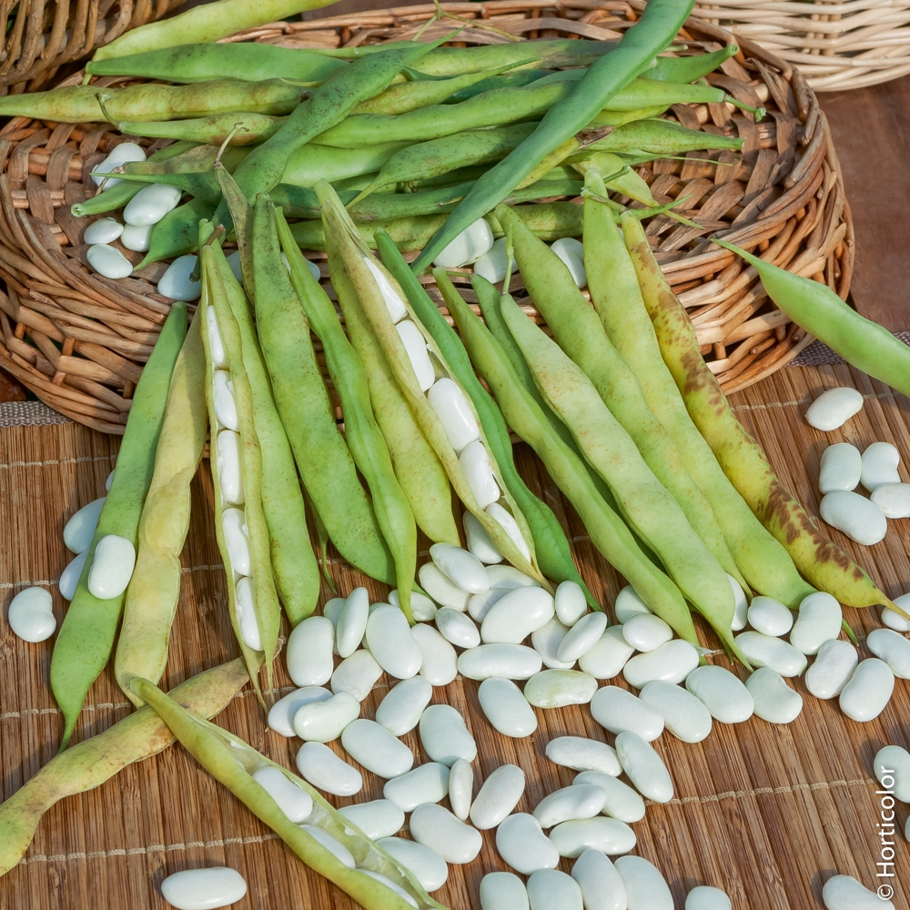 Haricot Soissons Maïs Type Tarbais | Graines - Meilland Richardier