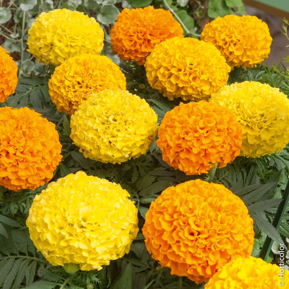 Rose d’Inde double grande variée, graines florales Meilland Richardier