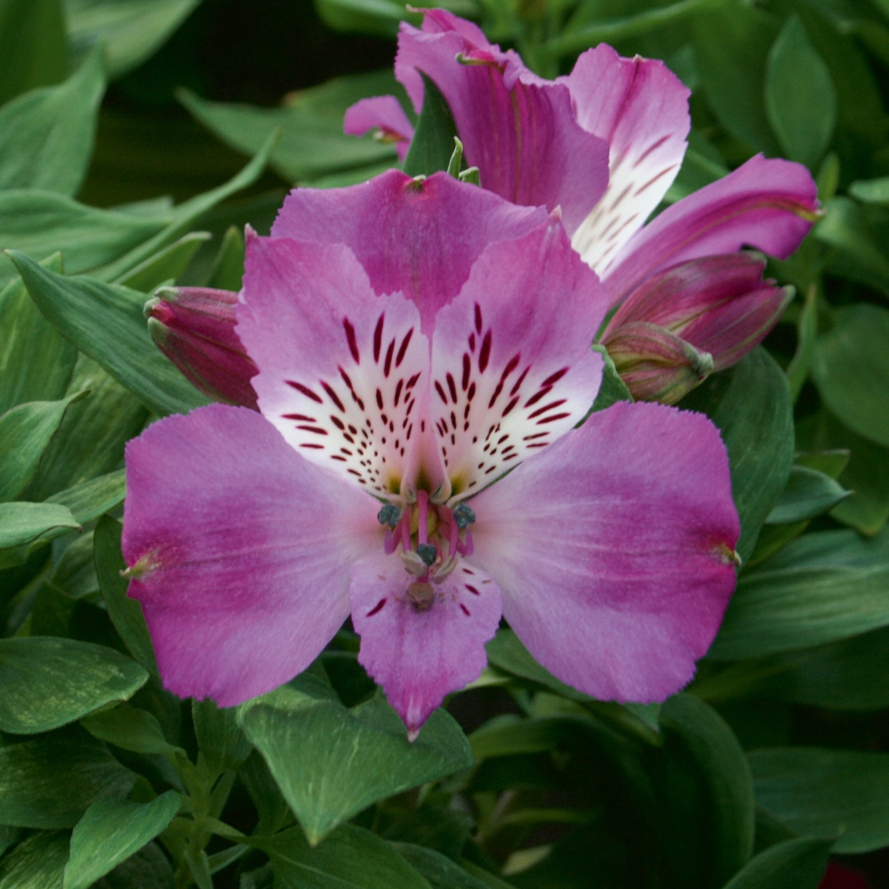 Alstroemère ou lis des Incas Pitchoune Lucas | Meilland Richardier