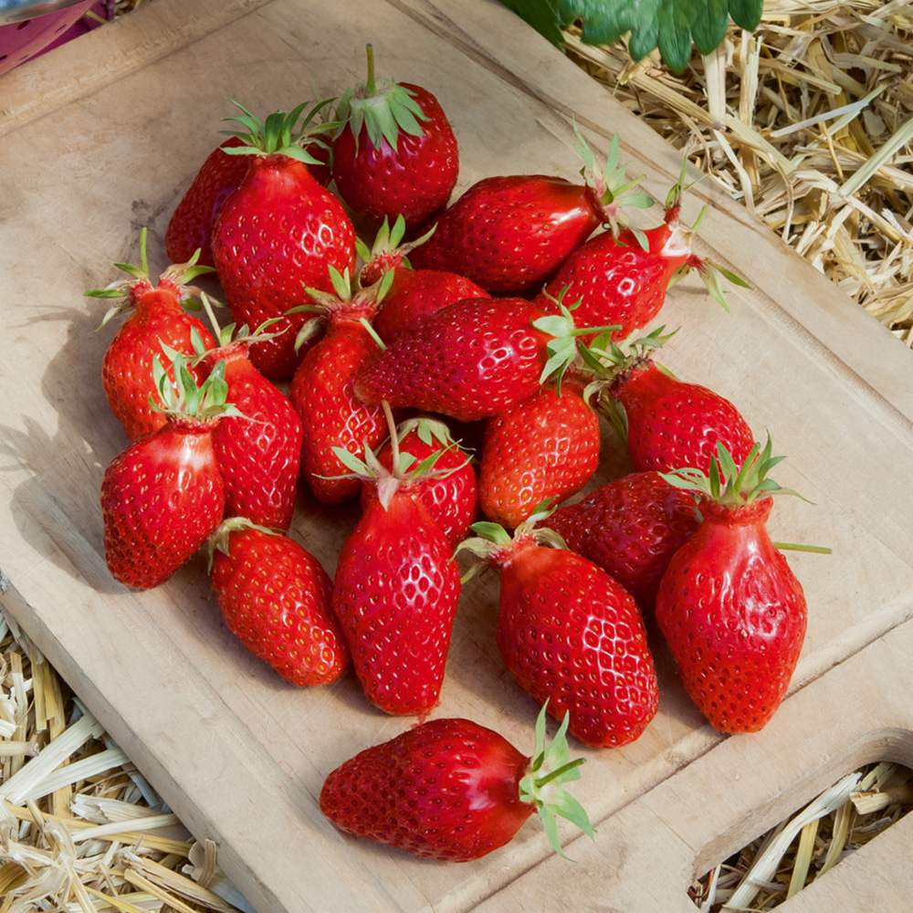 Fraisier Gariguette, fraisiers Meilland Richardier