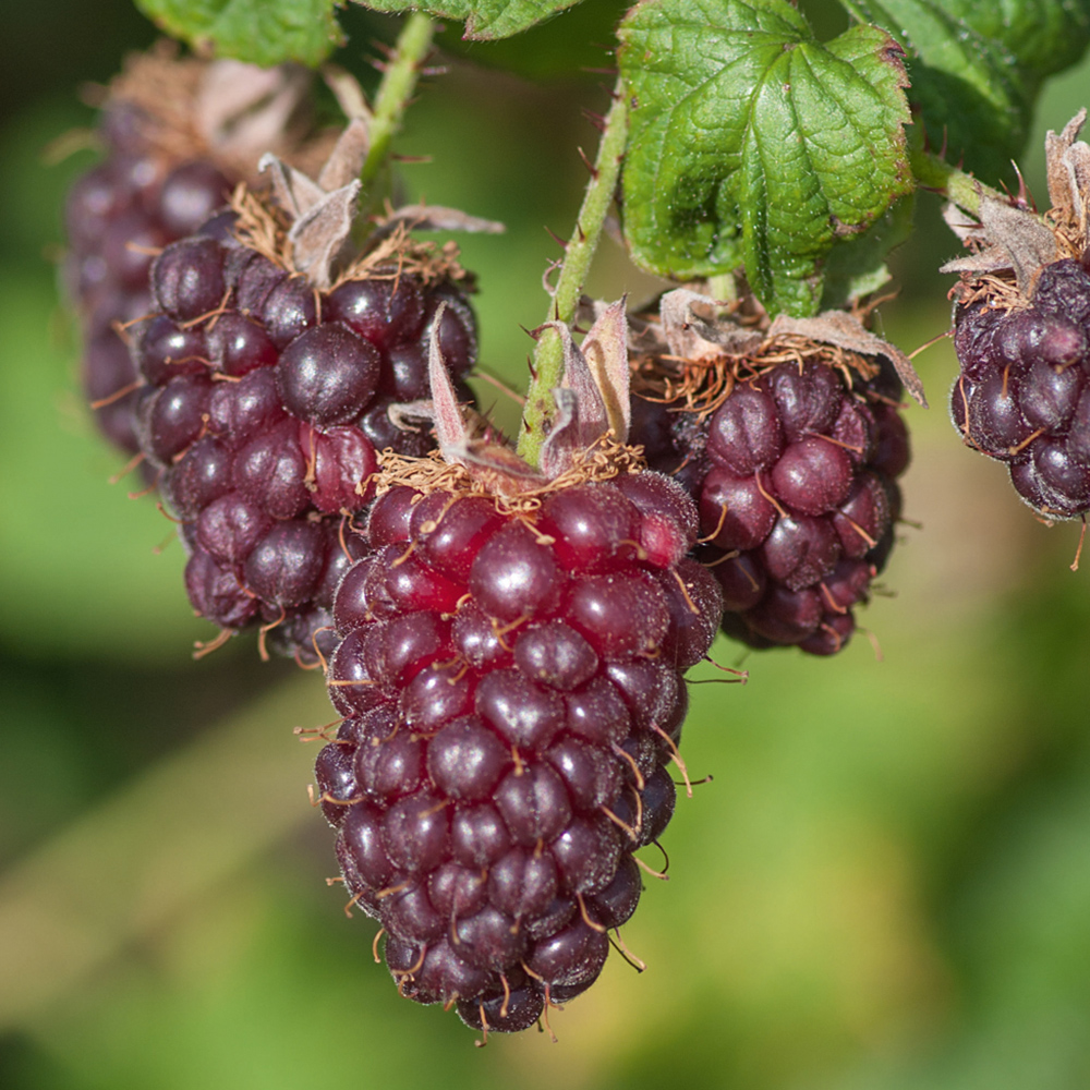 Tayberry, petits fruits Meilland Richardier