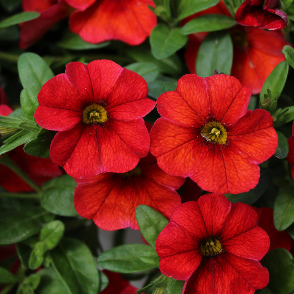Calibrachoa CABARET ® Red | Plantes annuelles – Meilland Richardier