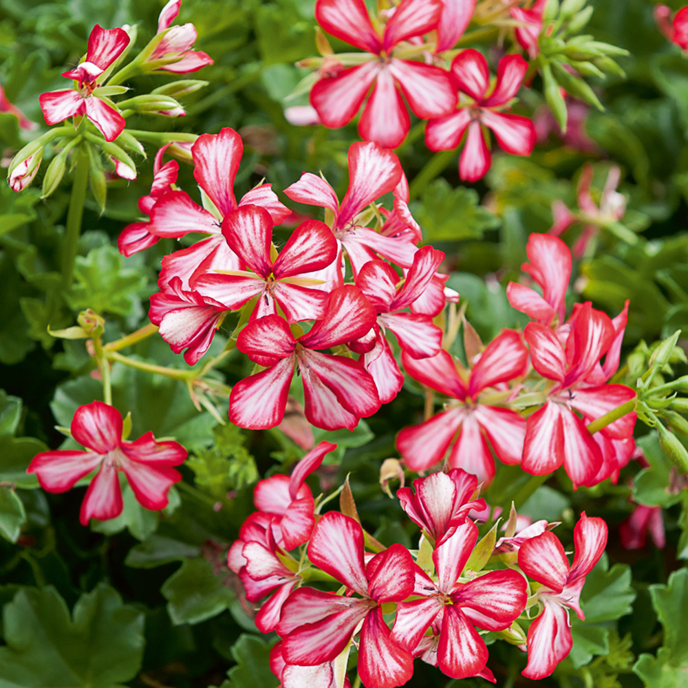 Géranium Lierre TOSCANA ® Villetta Burgundy & White | Meilland Richardier