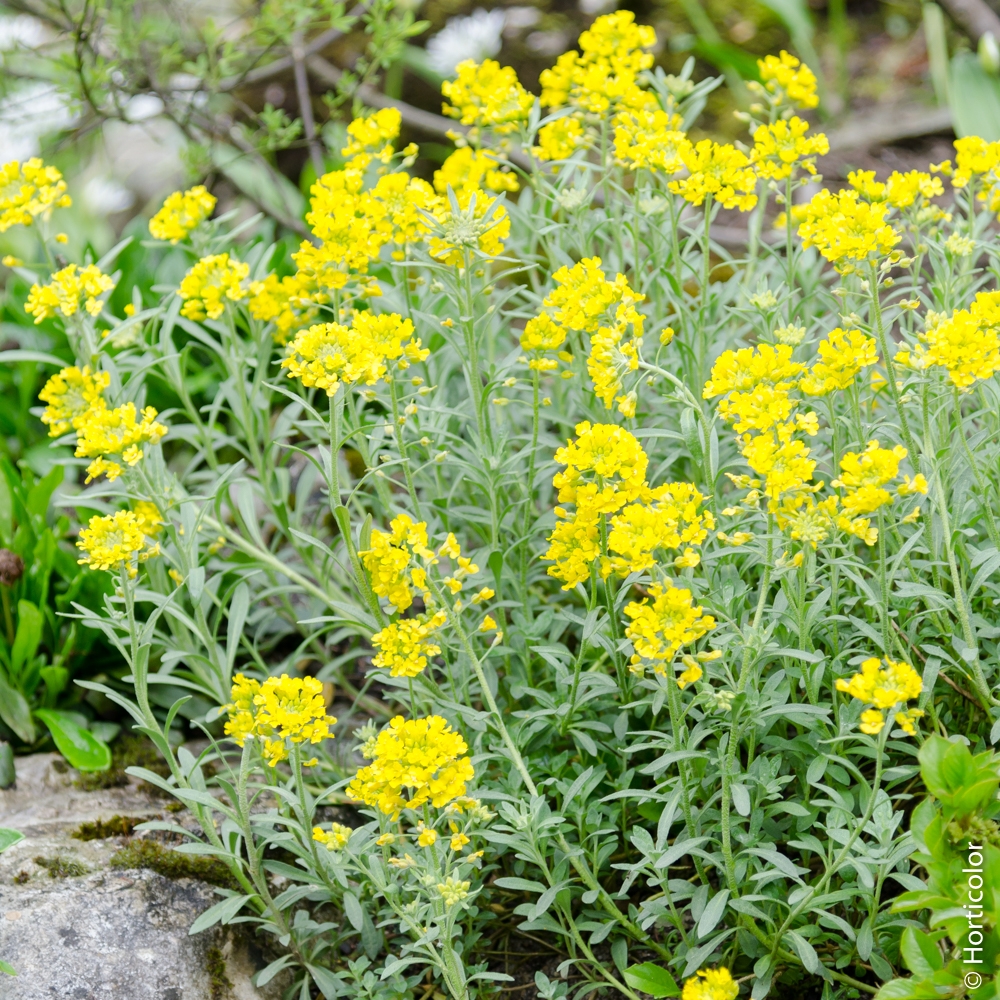 Alysse montanum ou alysse des montages | Vivaces - Meilland Richardier