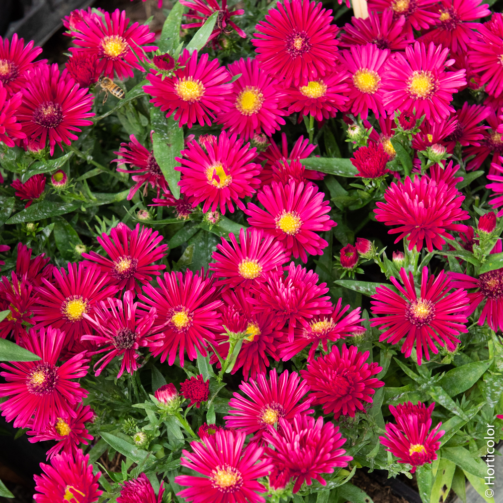 Aster nain d'automne Jenny ou Aster dumosus | Vivaces - Meilland Richardier