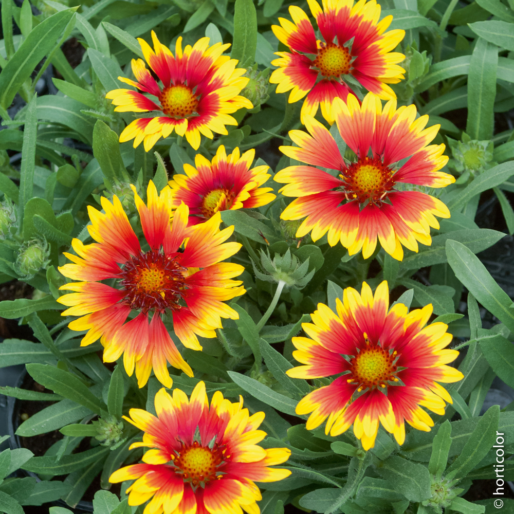 Gaillarde orange Royal | Vivaces - Meilland Richardier