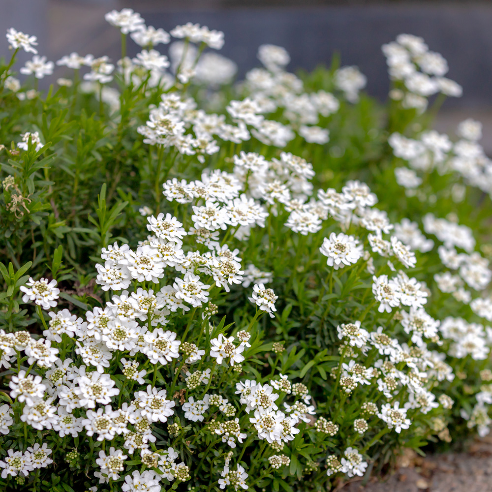 Iberis Sempervirens blanc Snowflake | Vivaces - Meilland Richardier