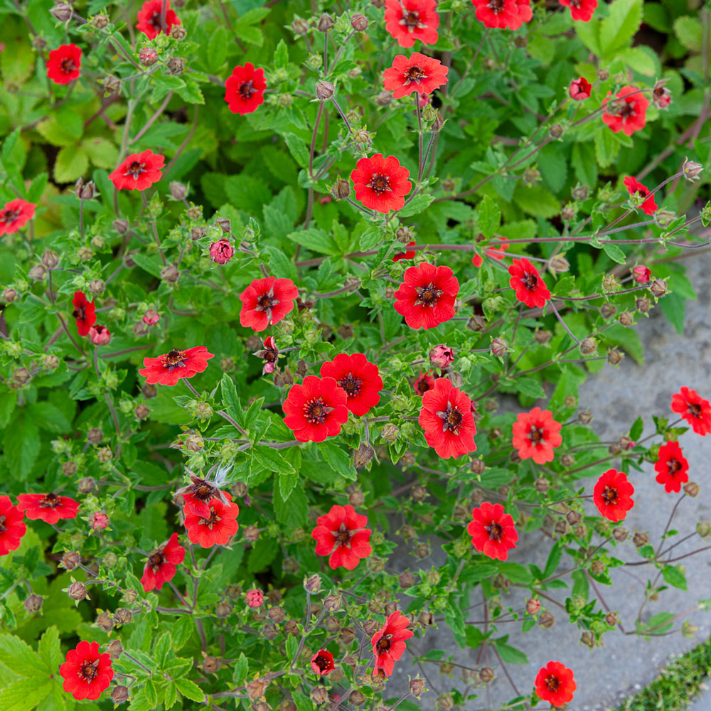 Potentille vivace rouge Atrosanguinea | Vivaces - Meilland Richardier