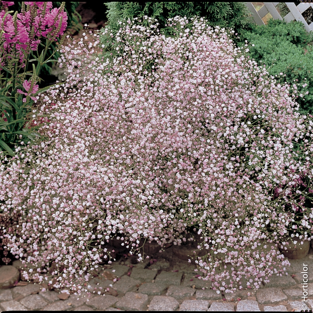 Gypsophile double rose Flamingo | Vivaces - Meilland Richardier