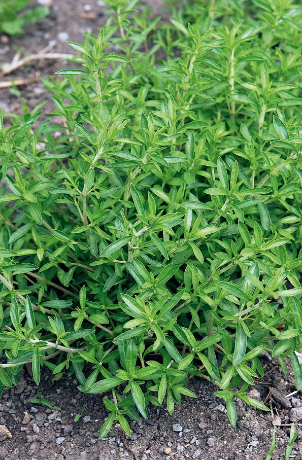 Plant de Sariette, aromatique | Vivaces - Meilland Richardier