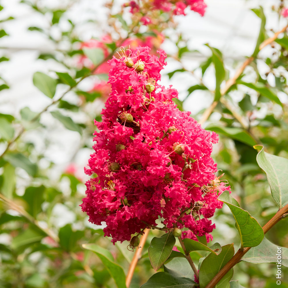 Lagerstroemia Petite Red - Vente en ligne Lilas des indes Meilland ...