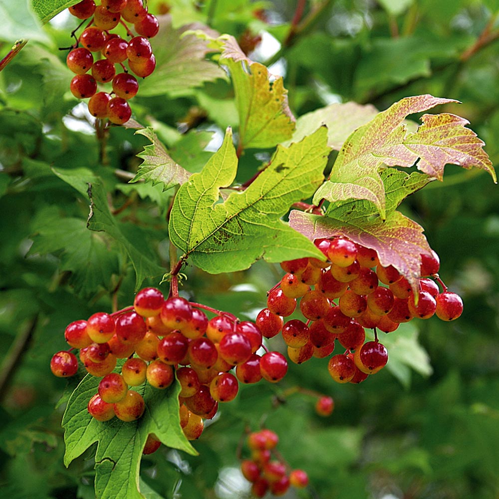 Viburnum Opulus, arbustes à floraison printanière Meilland Richardier