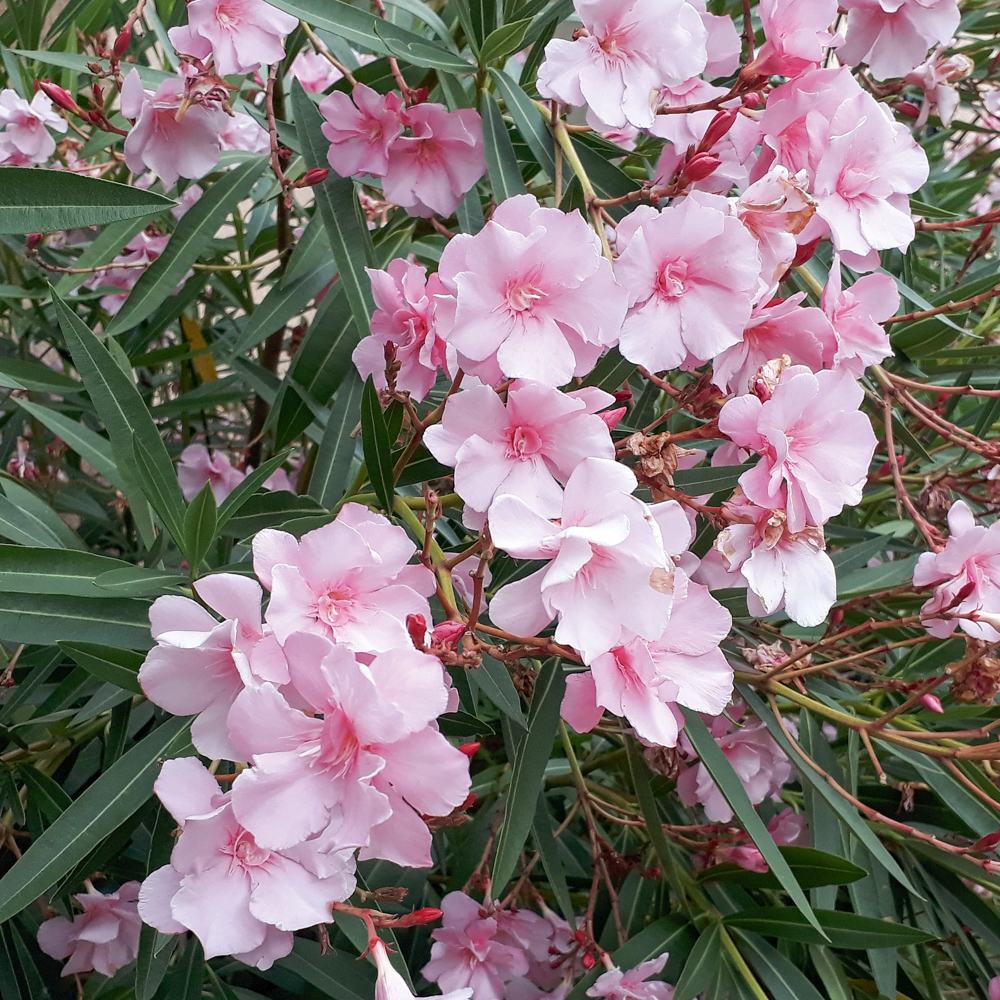 Laurier rose double rose, Nerium oleander Ville de Carpentras, plante ...