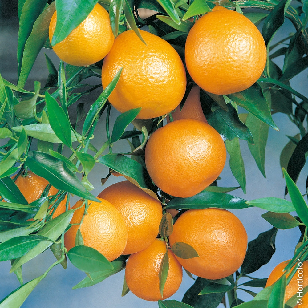 Clémentinier ou Citrus clementina, Agrume Meilland Richardier
