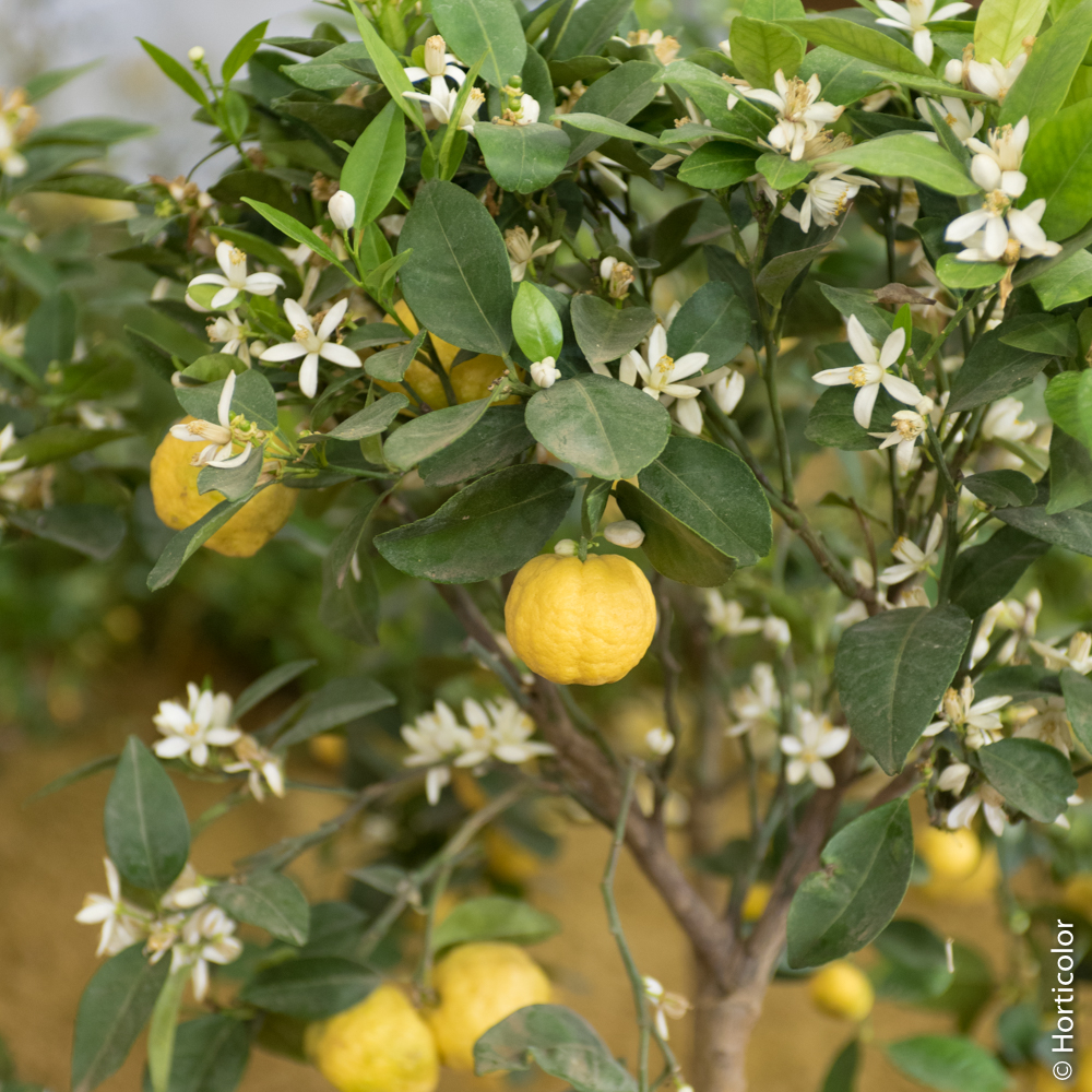 Bergamote ou Citrus bergemia, Agrume Meilland Richardier