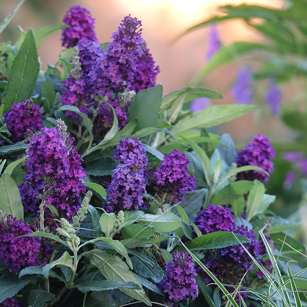 Mini Buddleia Davidii Tiny Buddy® Deep Blue |Arbustes - Meilland Richardier